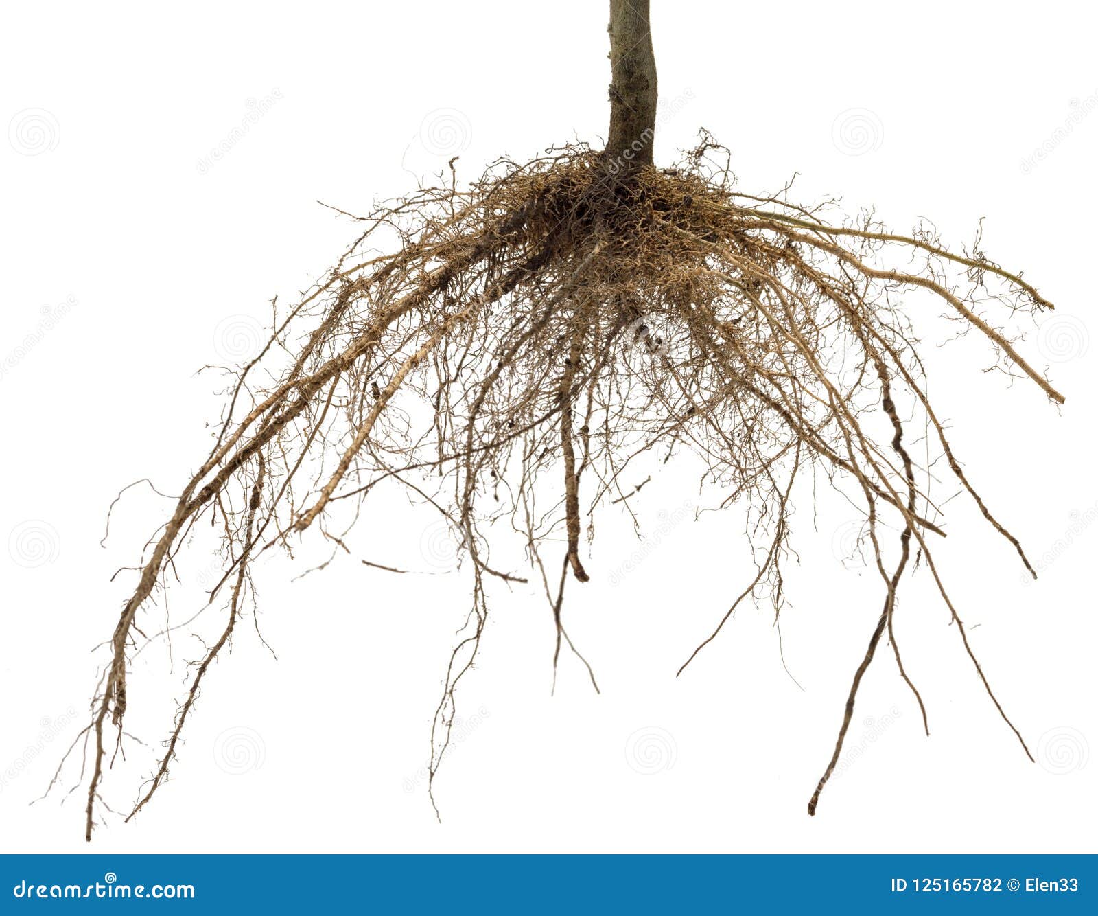Roots of Tree or Plant Isolated Stock Photo - Image of growth, closeup ...
