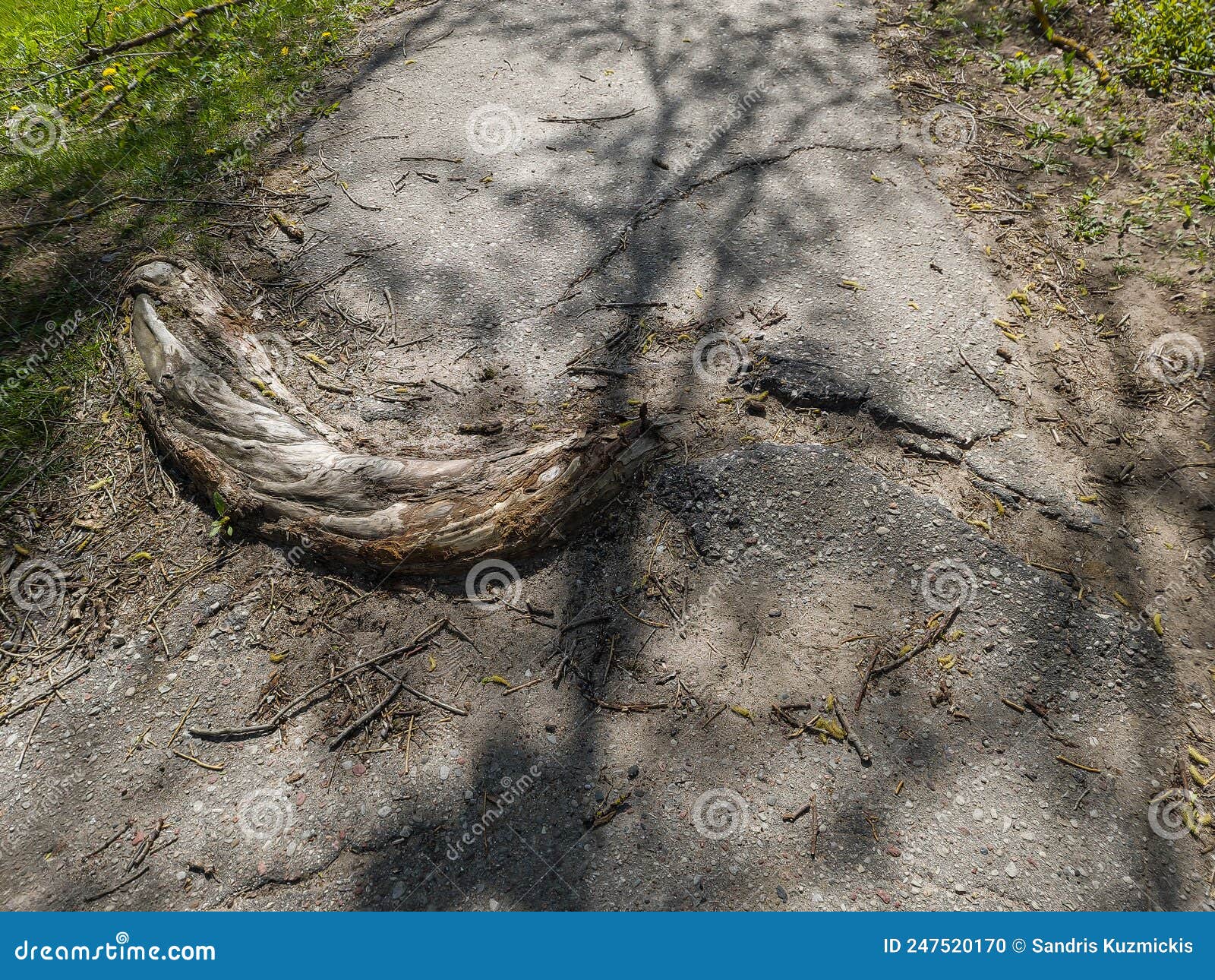 The Roots of the Tree Protrude on the Asphalt Pavement Stock Photo ...