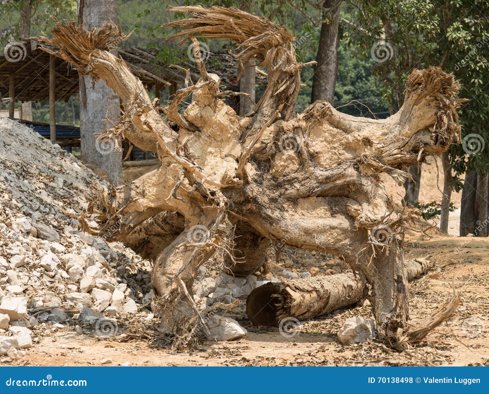 The Biggest Krabak Tree Royalty-Free Stock Photography | CartoonDealer ...