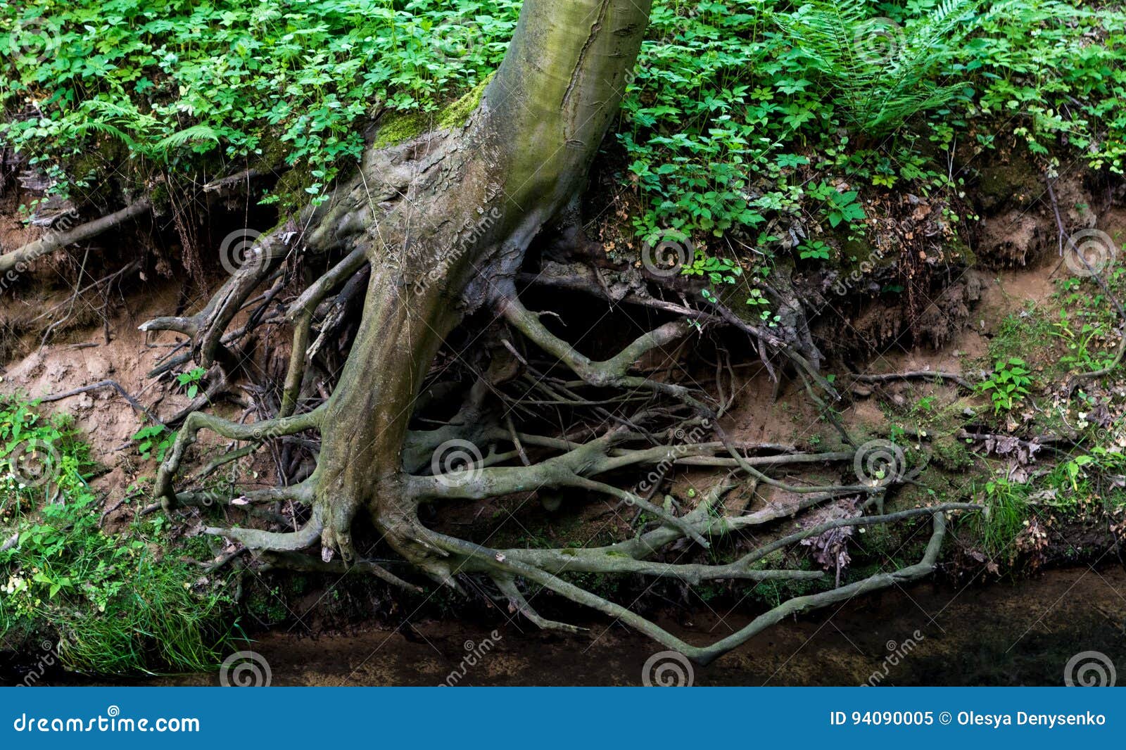 Roots Tree. Real Photo of Tree Roots Stock Image - Image of leaf, light ...