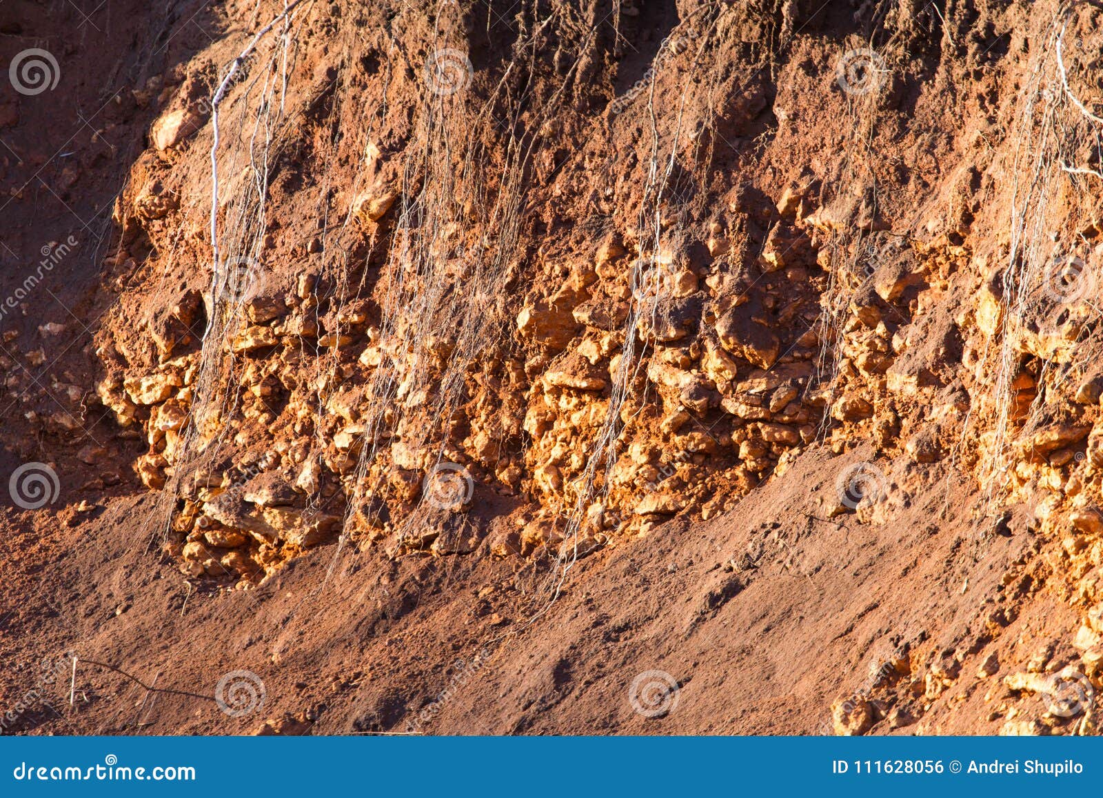 The Roots of a Tree in Red Soil Stock Photo - Image of dark ...