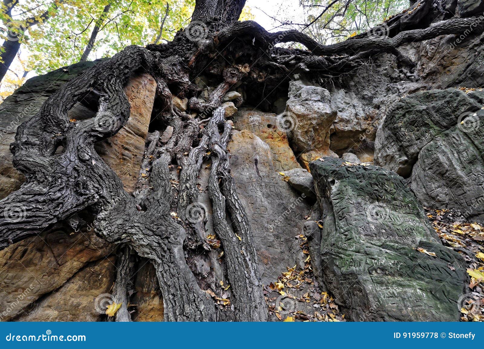 Roots of a Tree on the Rock Stock Photo - Image of history, black: 91959778