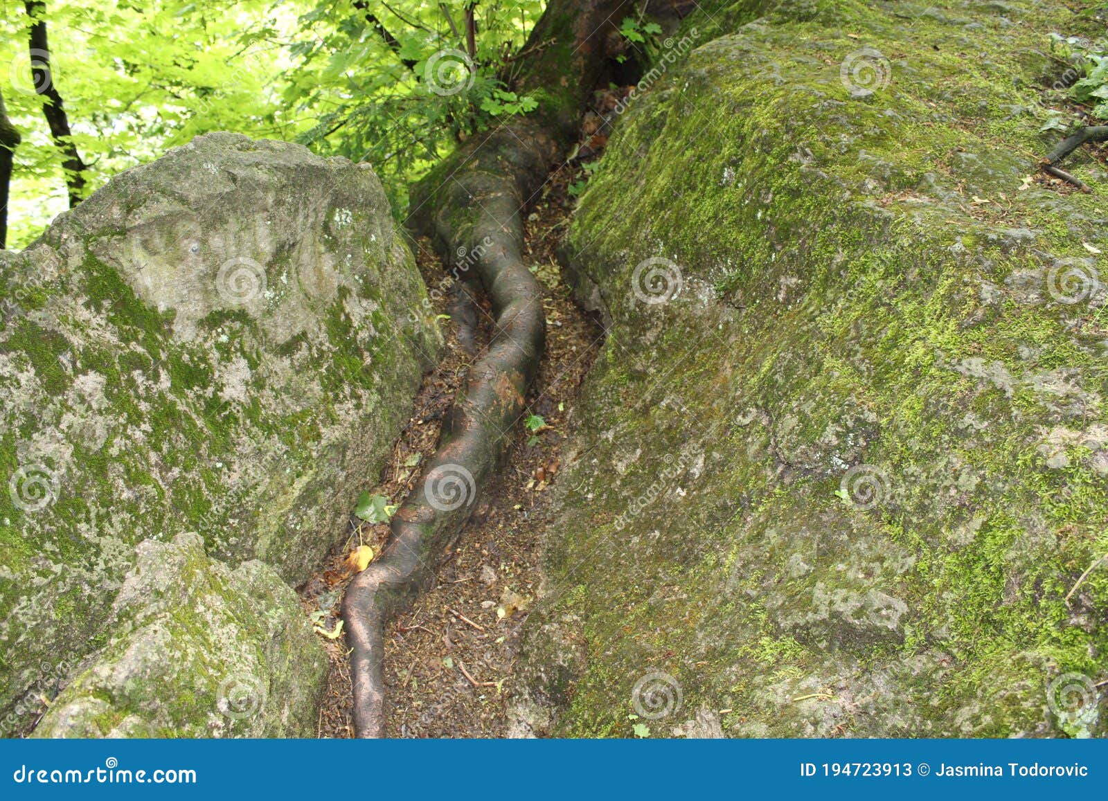 The Roots of the Tree between the Rocks Stock Image - Image of rocks ...