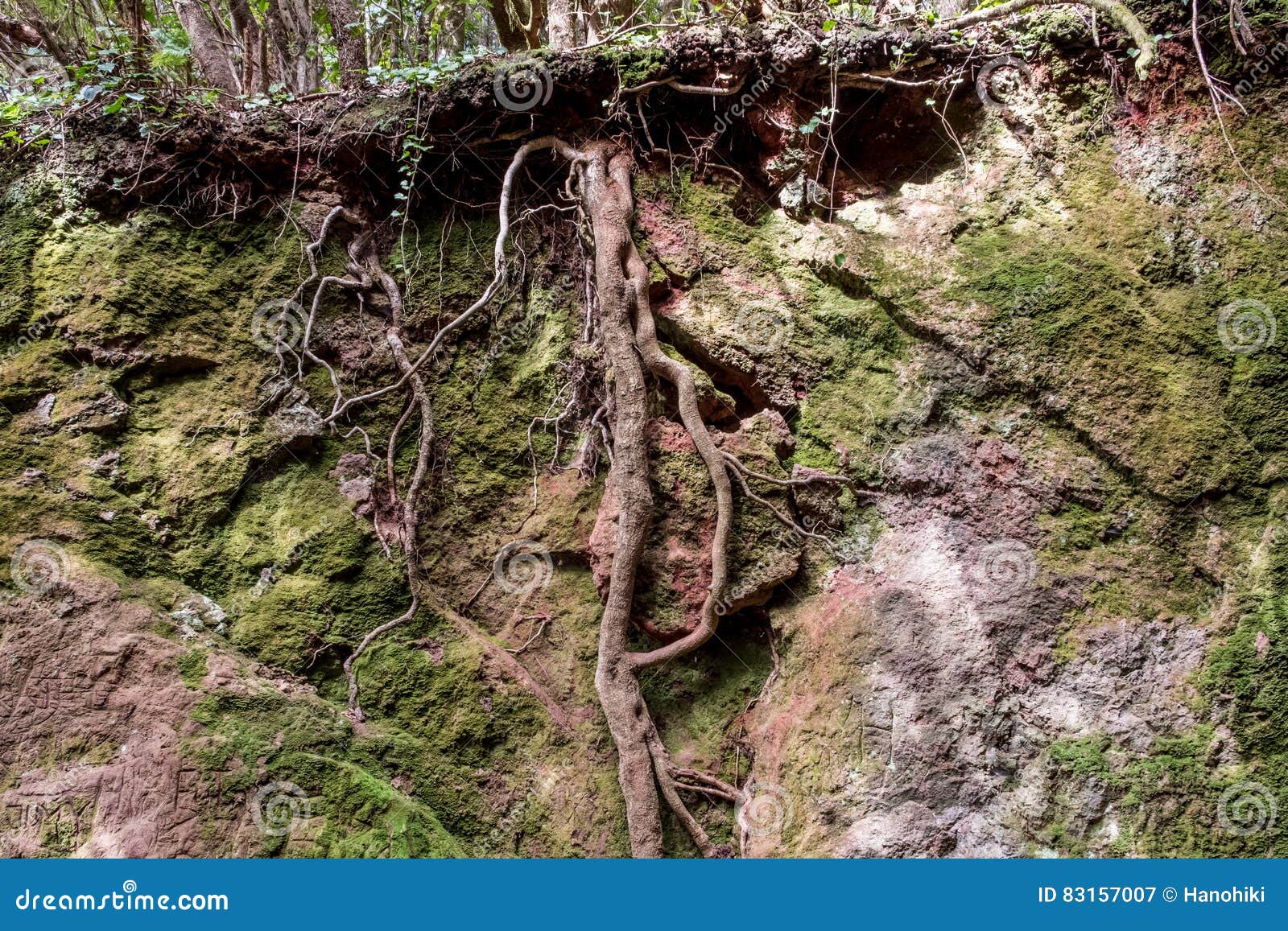 Roots , Tree Root - Forest Ground Cross Section Stock Image - Image of ...