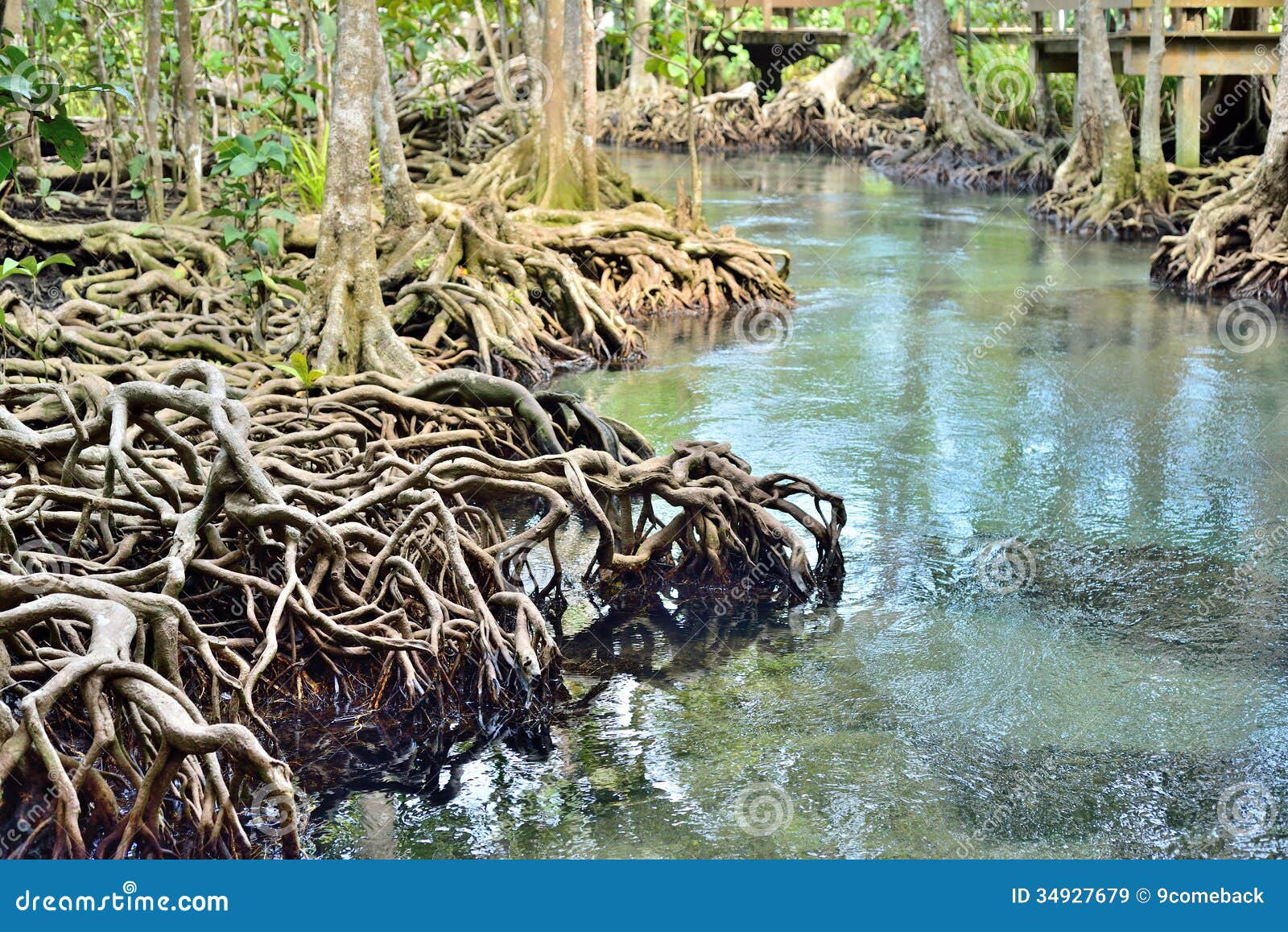 Roots tree stock image. Image of plant, beautiful, branch - 34927679