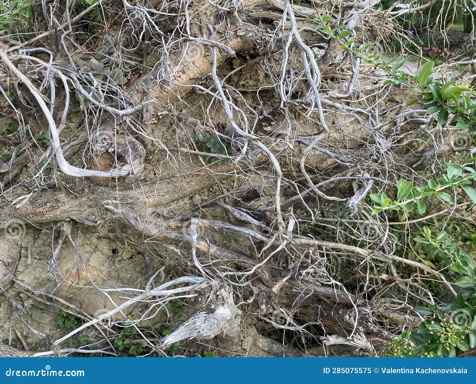 Roots from a tree stock image. Image of decor, moss - 285075575