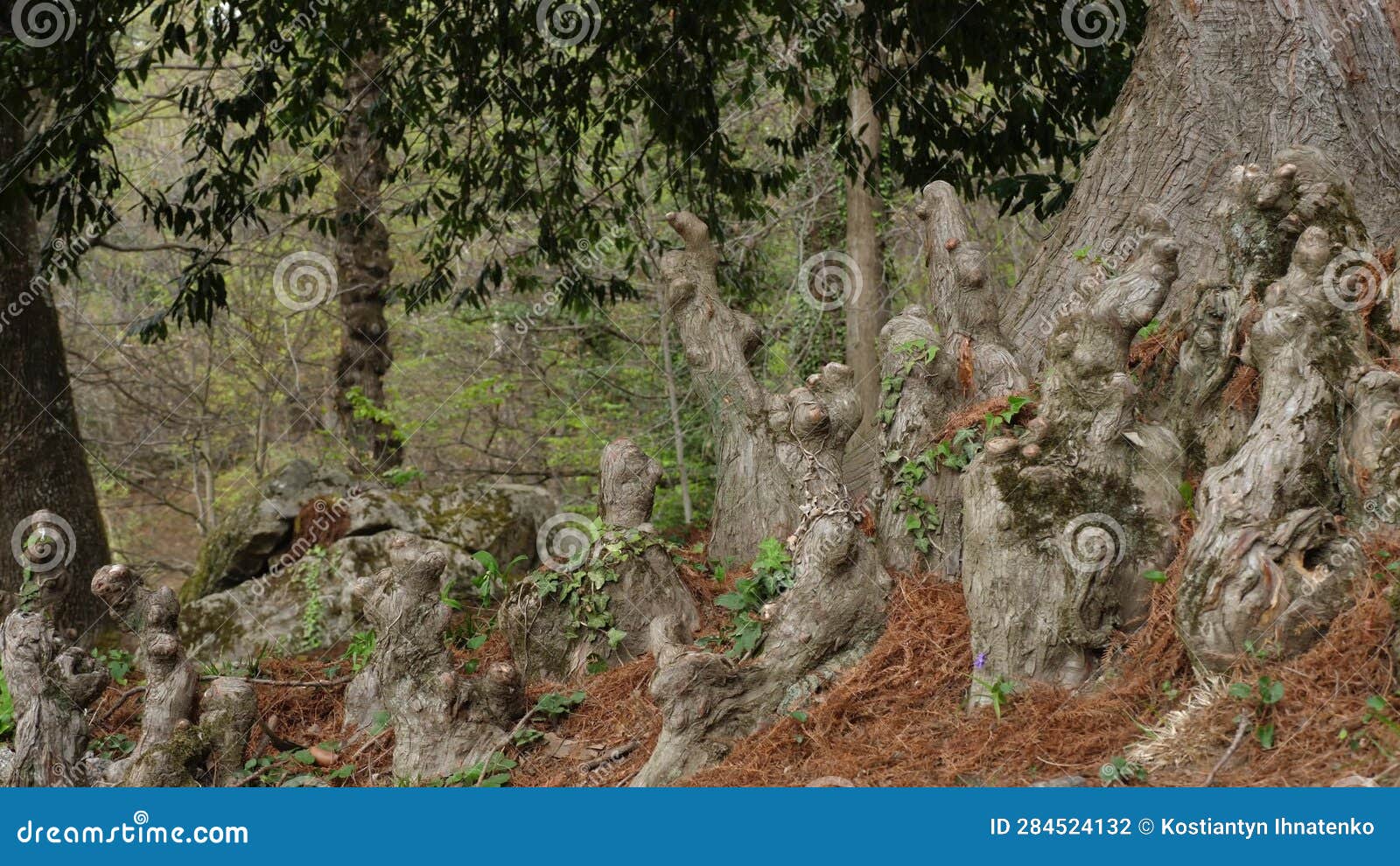 Roots Tree Roots Root System Bare Tree Roots Mysteriously Shaped