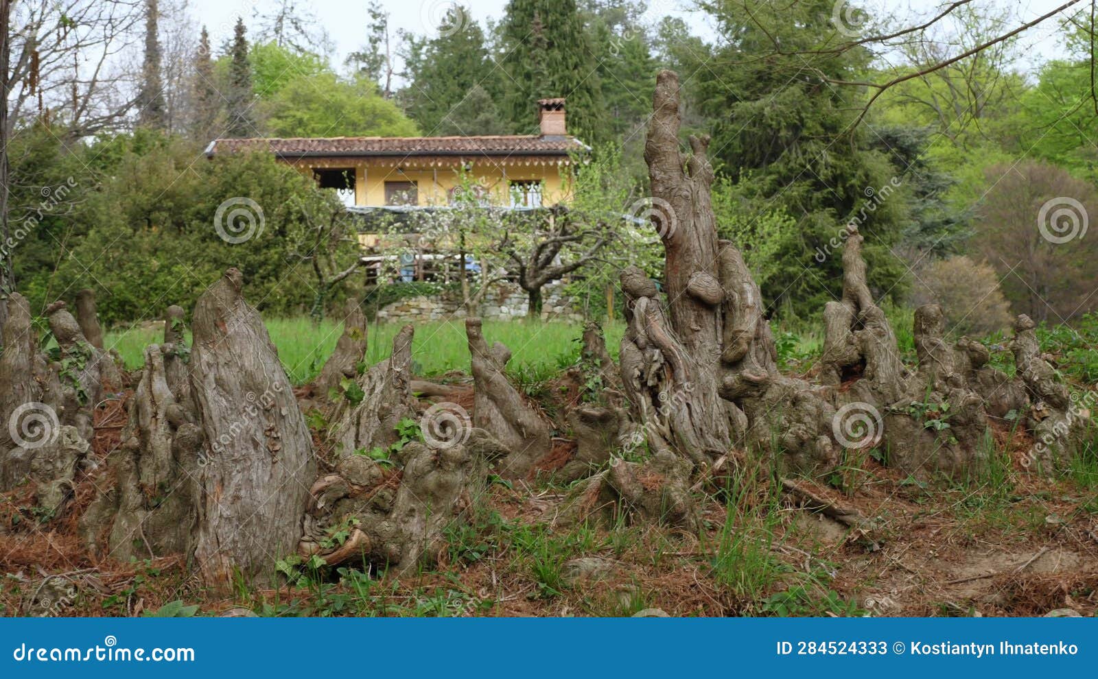 Roots. Tree Roots. Root System. Bare Tree Roots, Mysteriously Shaped ...