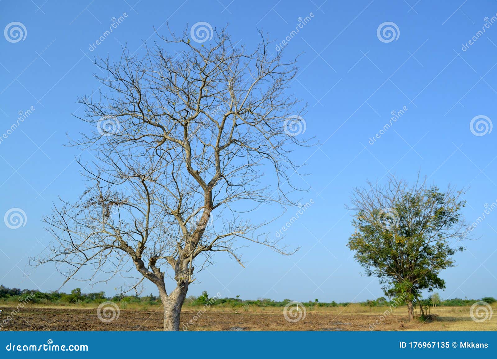 Roots tree stock image. Image of catched, forest, eating - 176967135