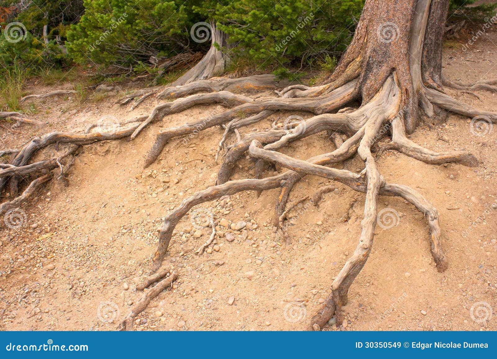 Roots of a tree stock image. Image of bush, soil, tree - 30350549