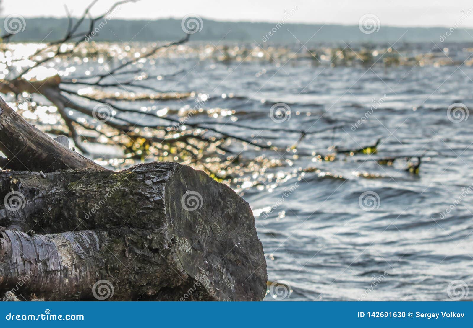 The Roots of a Tree on the Sea Shore Stock Photo - Image of washes ...