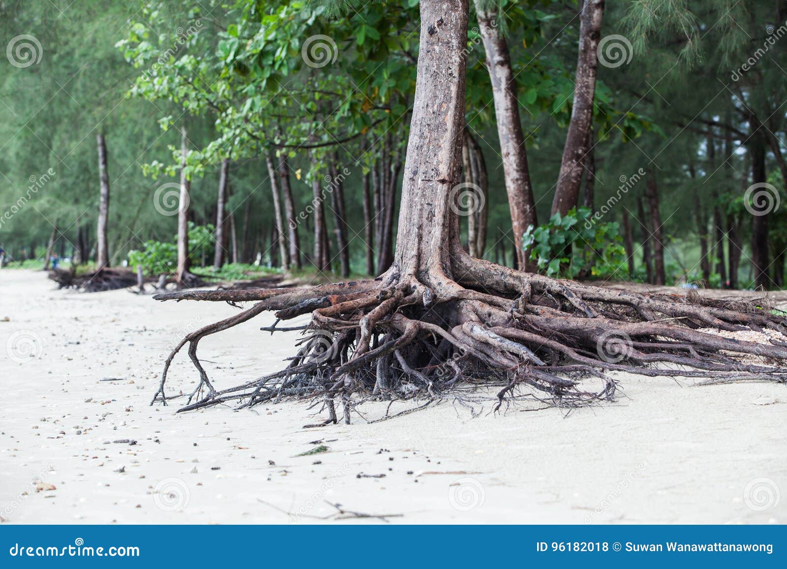 Roots of Tree Standing Dead because Erode by Seawater Stock Photo ...