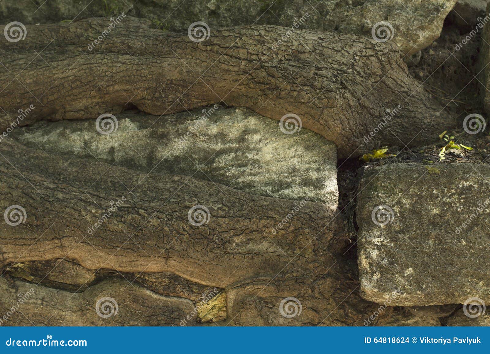 Roots of a Tree on a Stone Surface Stock Photo - Image of trunk, huge ...