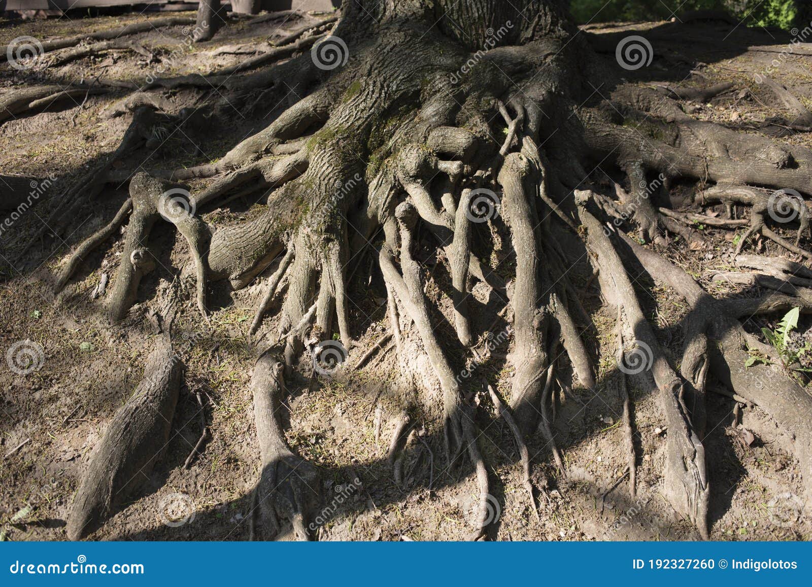 The Roots of a Tree on the Surface of the Earth Stock Photo - Image of ...