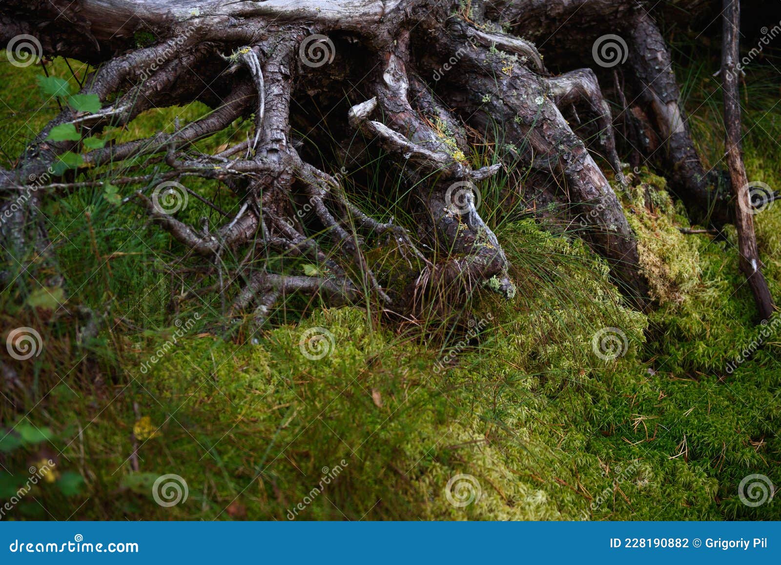 The Roots of a Tree in a Swamp in the Forest Stock Photo - Image of ...