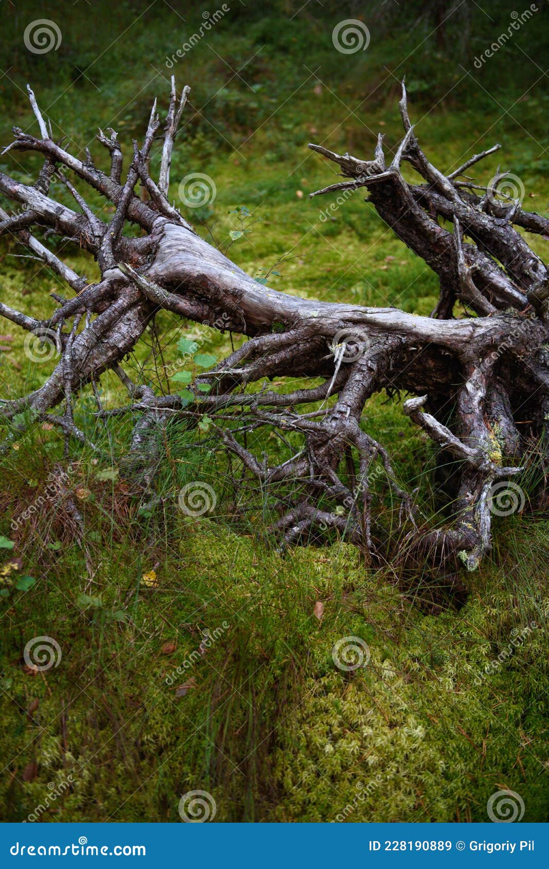 The Roots of a Tree in a Swamp in the Forest Stock Image - Image of ...