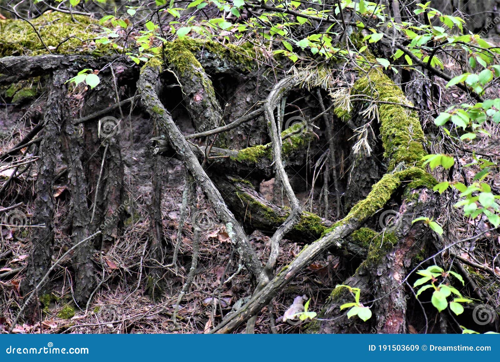 Tangled Tree Roots in the Forest Stock Image - Image of roots, forest ...