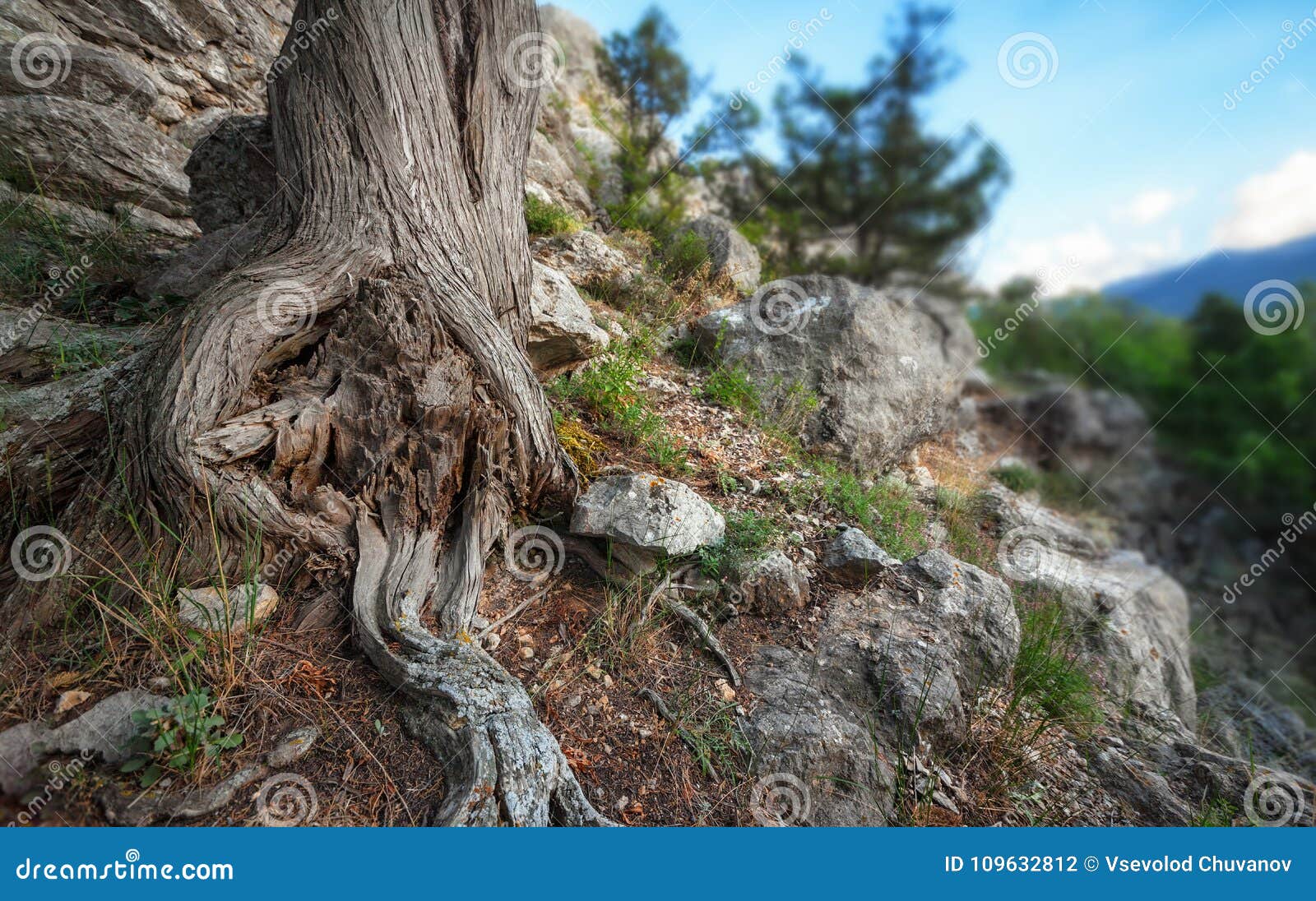 Roots of the Tree Trunk on the Mountain among the Rocks Stock Photo ...