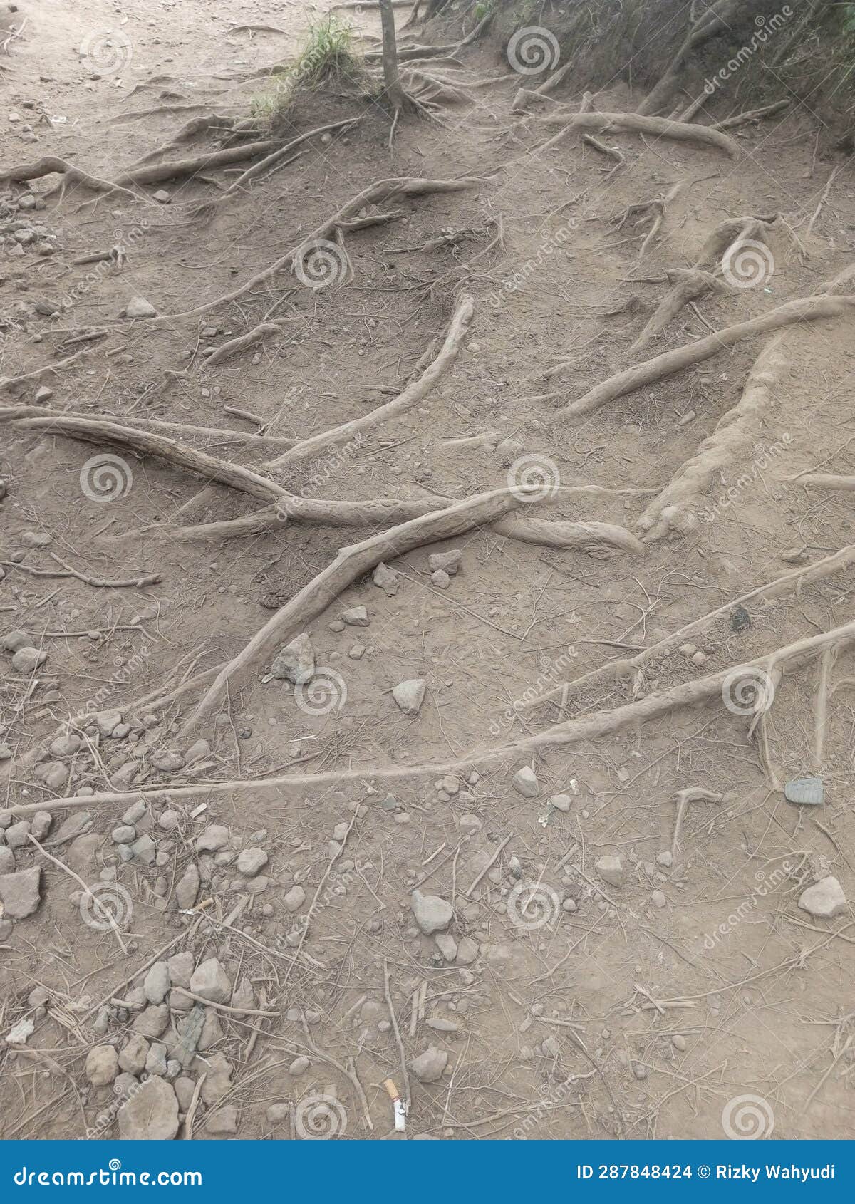 Roots and Tree Trunks on a Mountain Hiking Trail Stock Photo - Image of ...