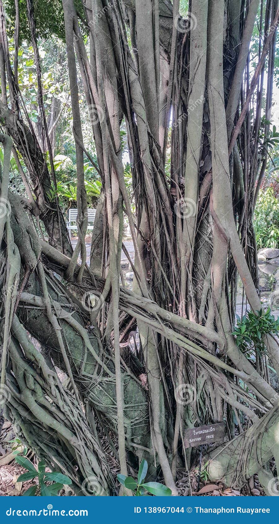 The Roots and Tree Trunks that are Naturally Stacked in the Garden ...