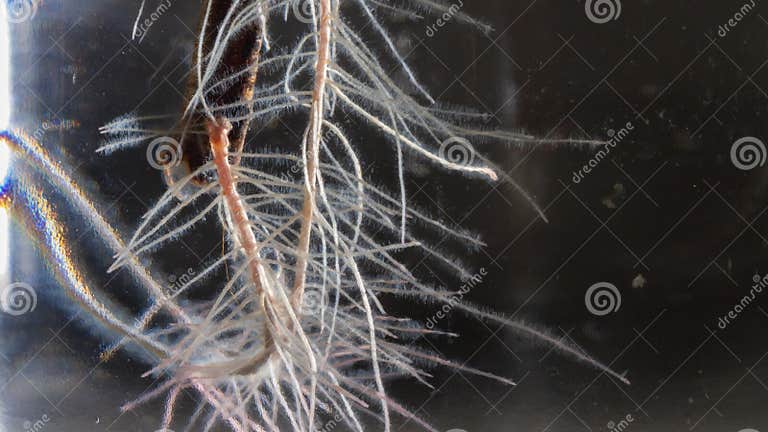 The Roots of the Tree Under the Water Grew on a Willow Branch Stock ...