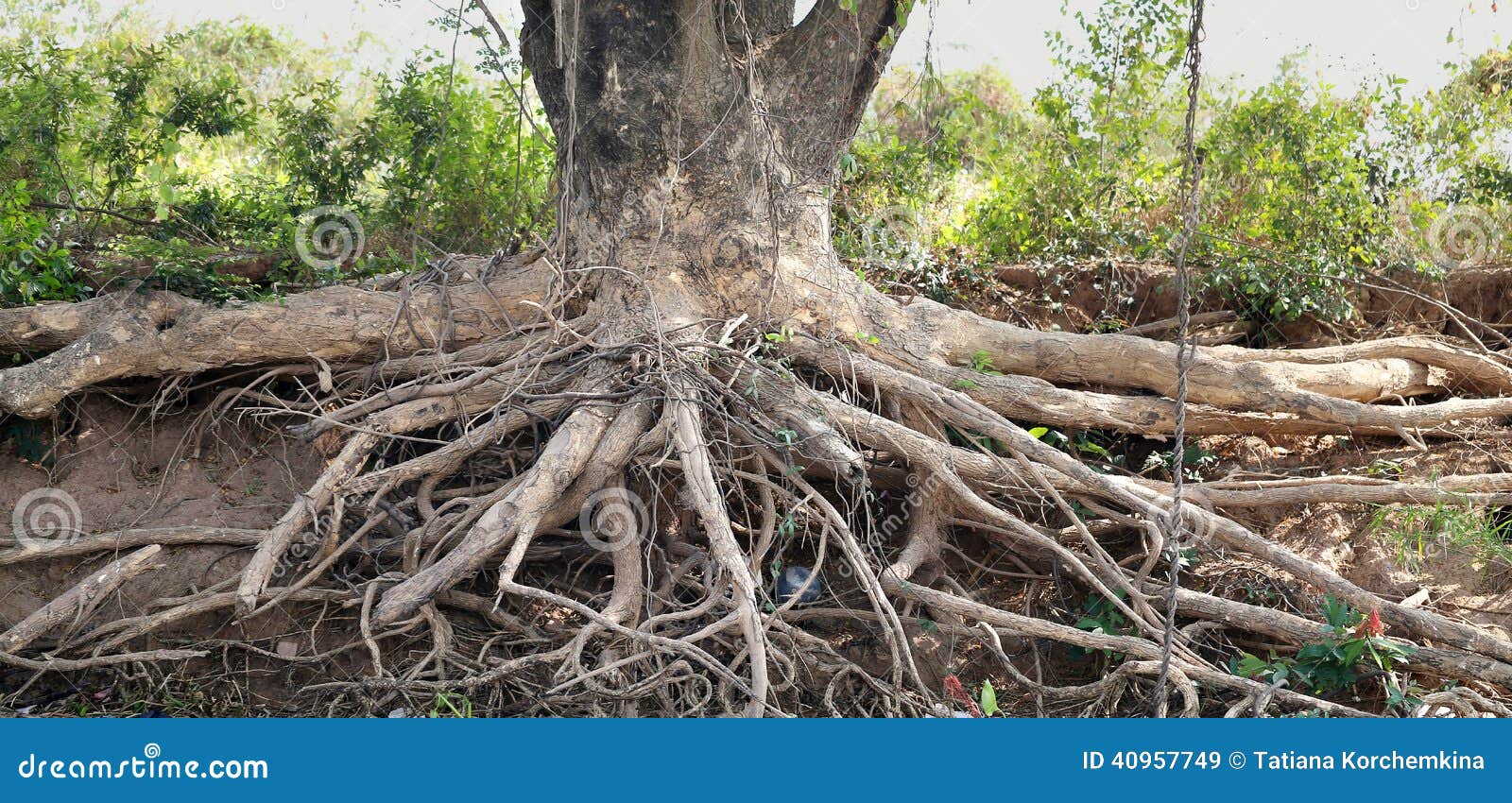 Roots of a tree stock image. Image of system, roots, mature - 40957749