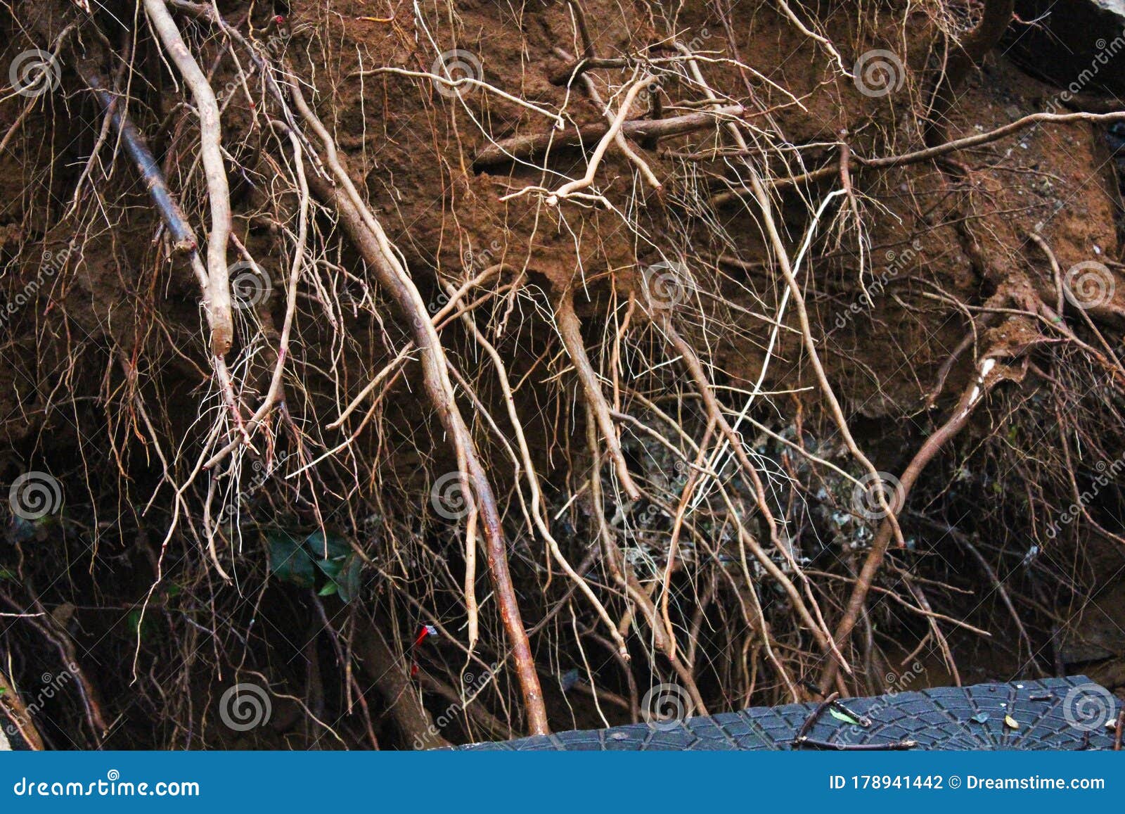 The Roots of a Tree Uprooted Stock Photo - Image of felt, stormy: 178941442