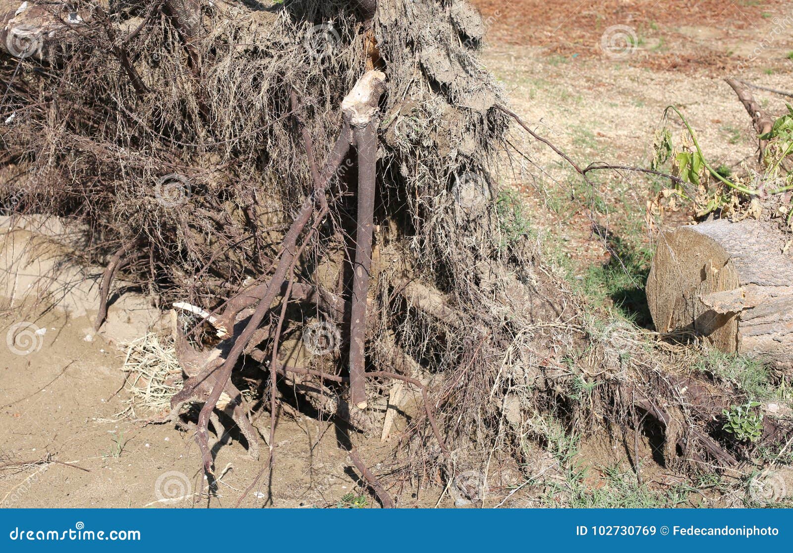 Roots of a Tree Uprooted by the Wind after the Hurricane Stock Image ...