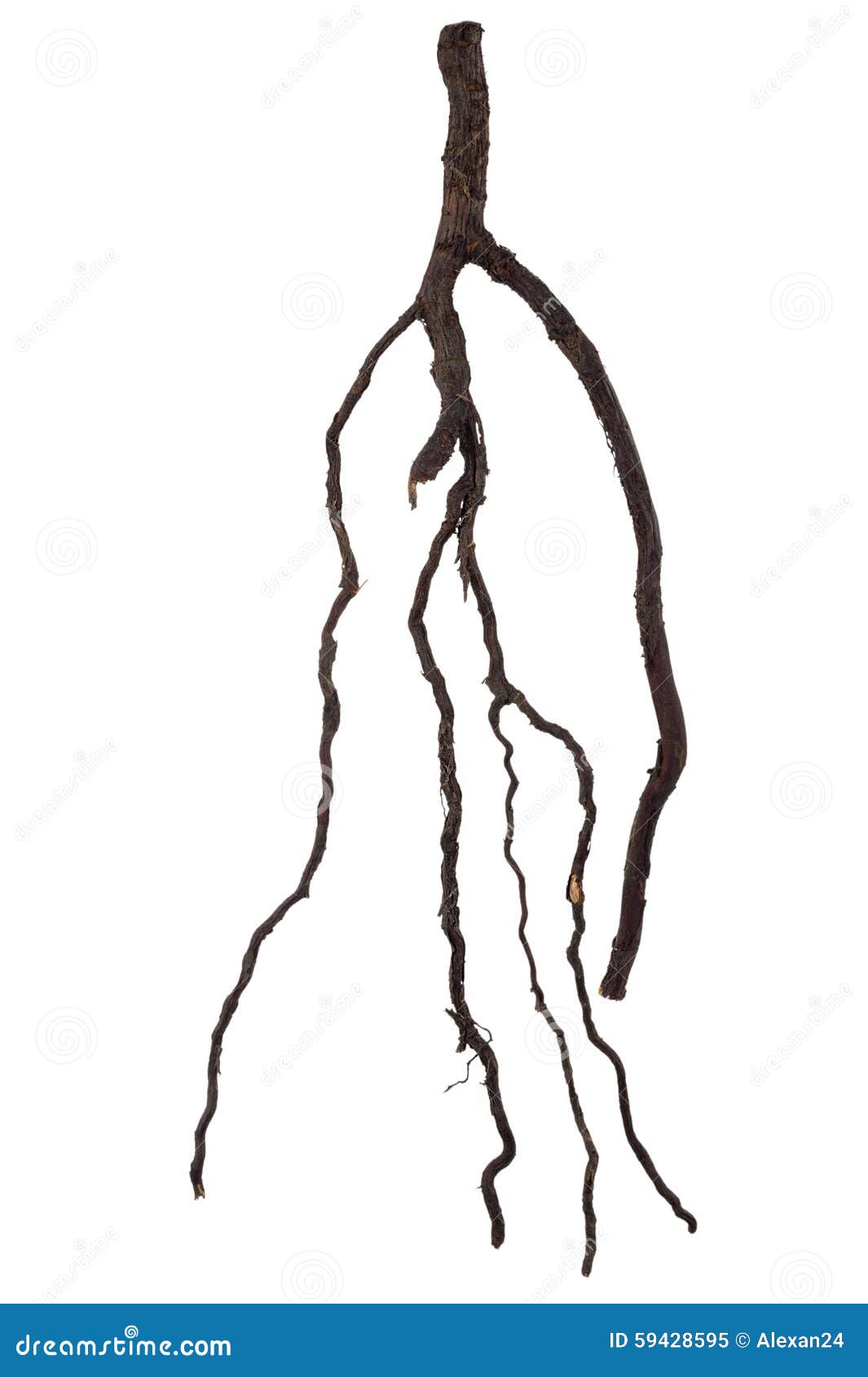 Roots tree stock image. Image of isolated, design, outline - 59428595