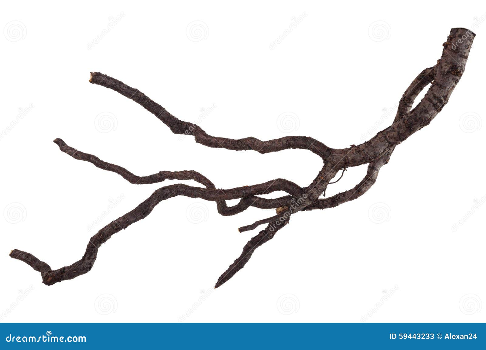 Roots tree stock image. Image of isolated, garden, growth - 59443233