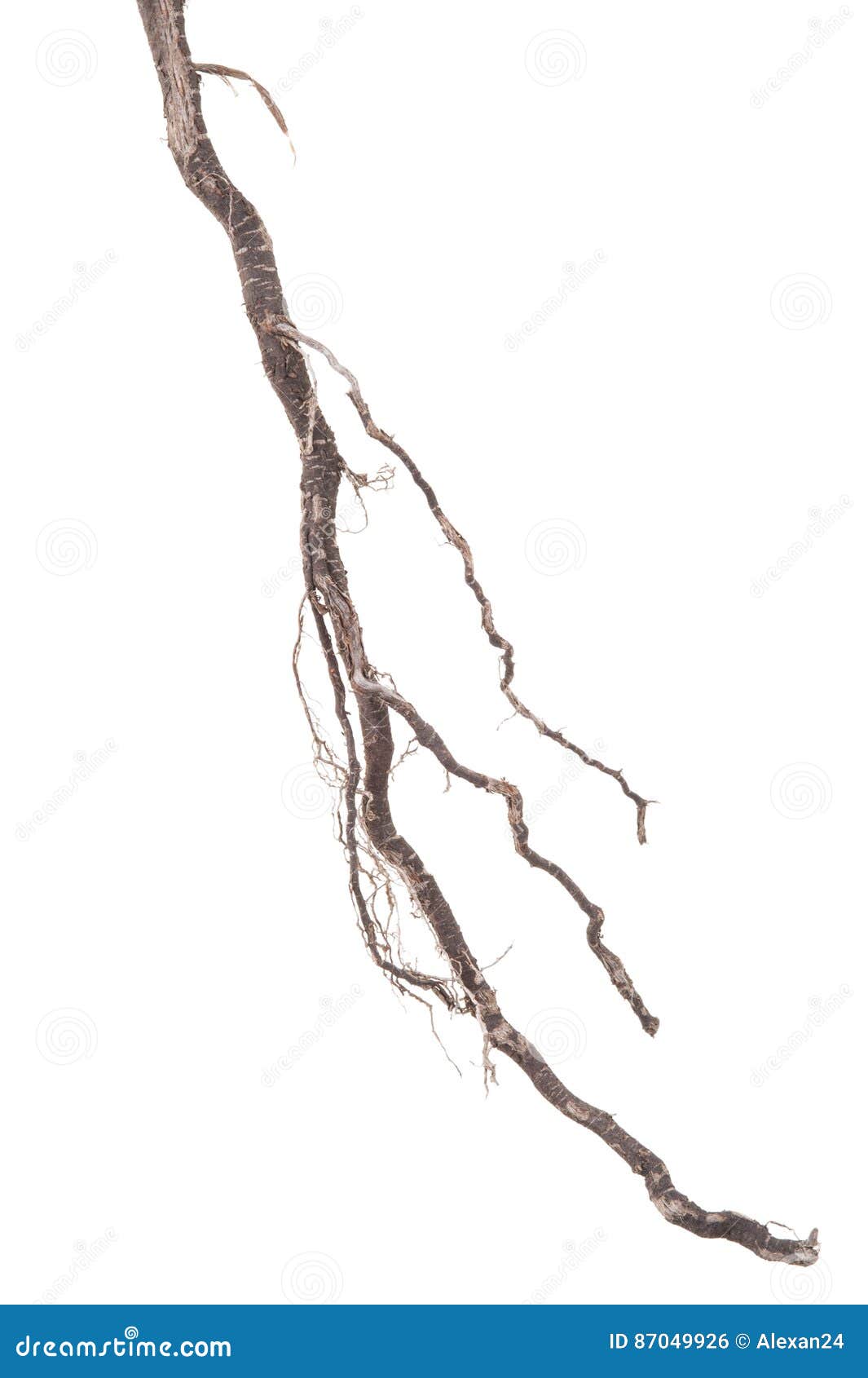 Roots tree stock photo. Image of grow, environment, design - 87049926