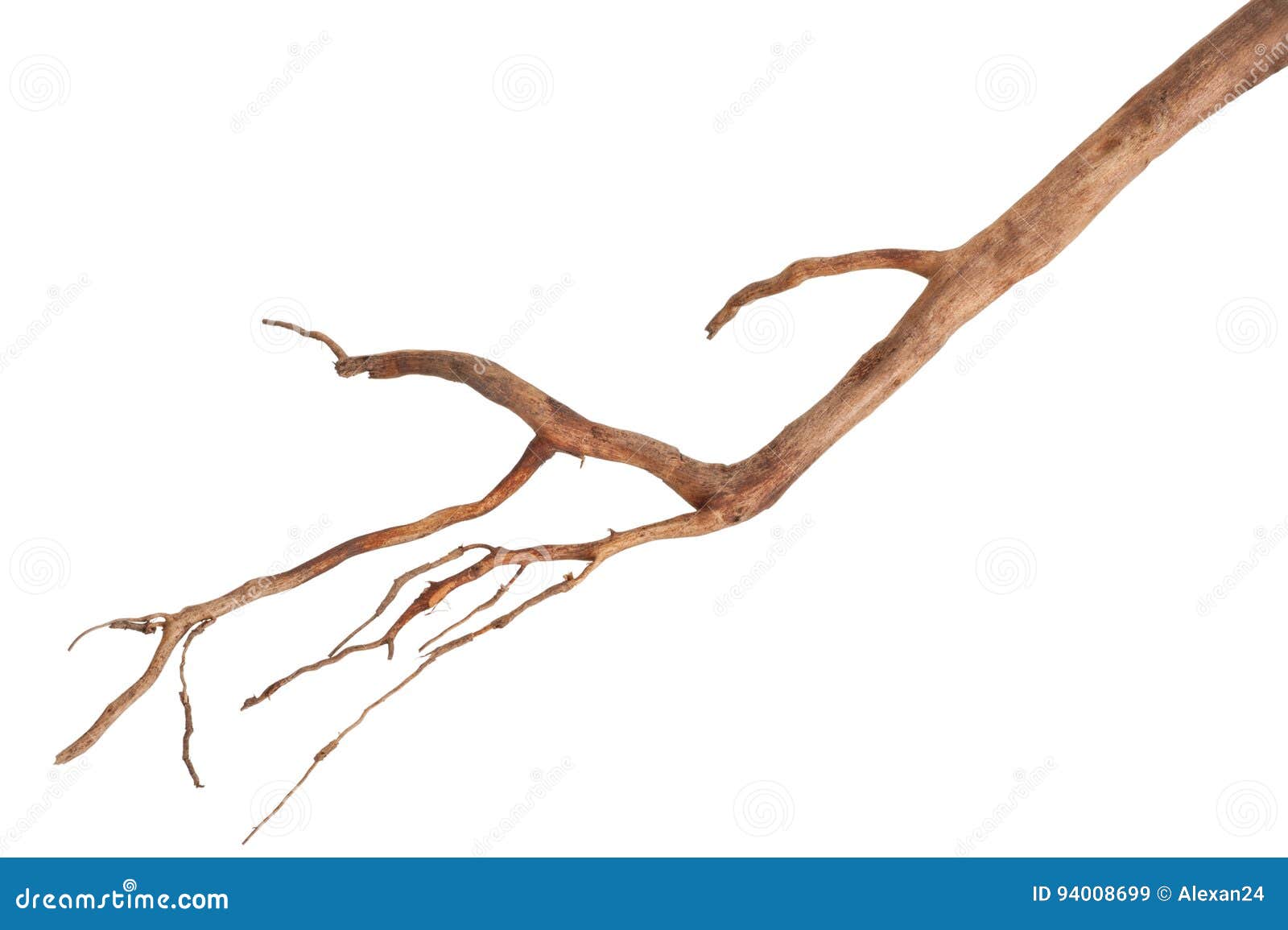 Roots tree stock image. Image of single, tree, concept - 94008699