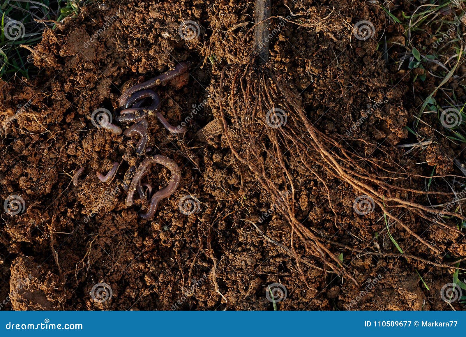 Roots of Tree and Worms on Soil. Stock Image - Image of closeup ...