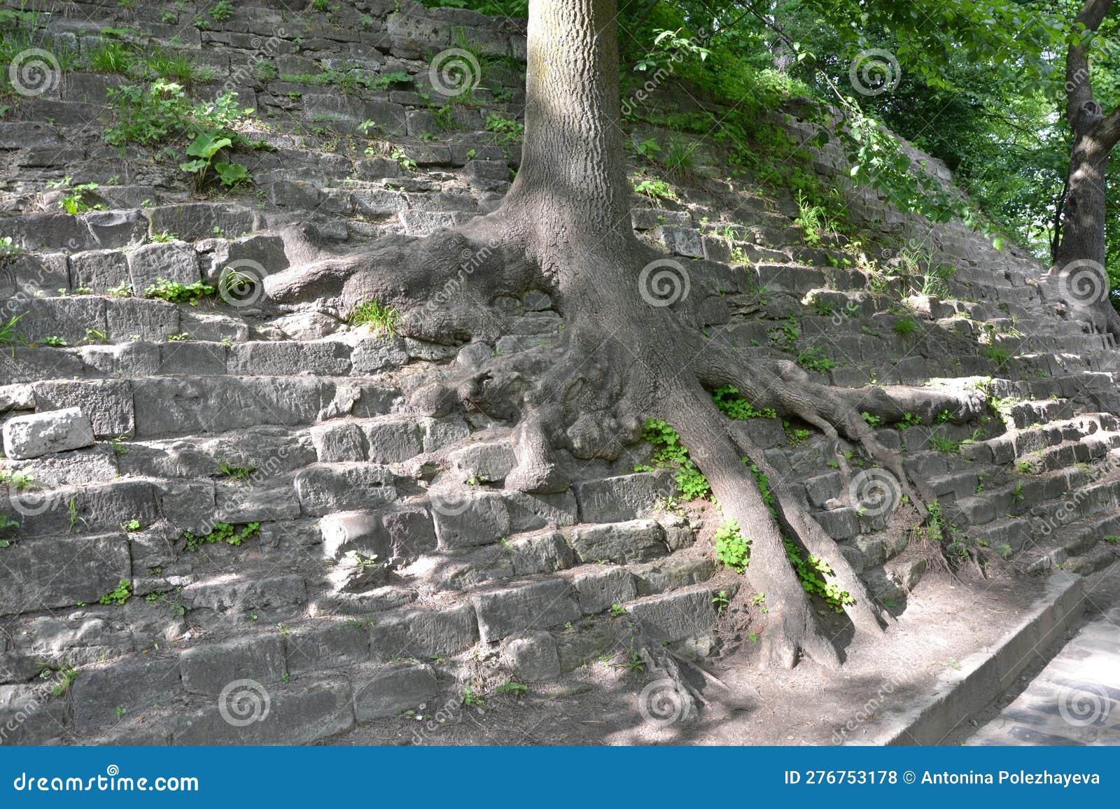 The Roots of the Tree are Woven into the Brickwork of the Building ...