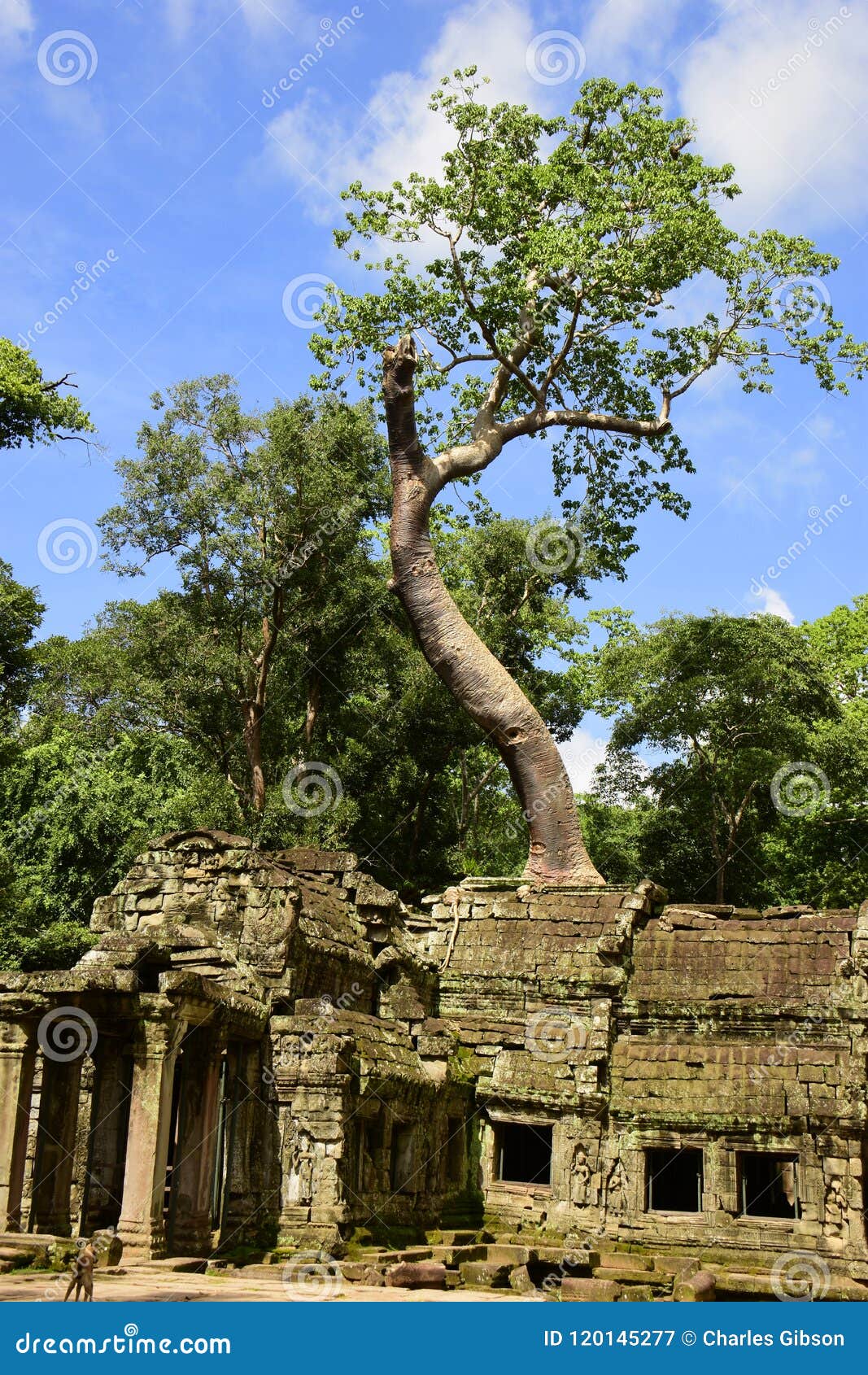 Ancient Giant Trees Growing in Amongst Temple Buildings Stock Image ...