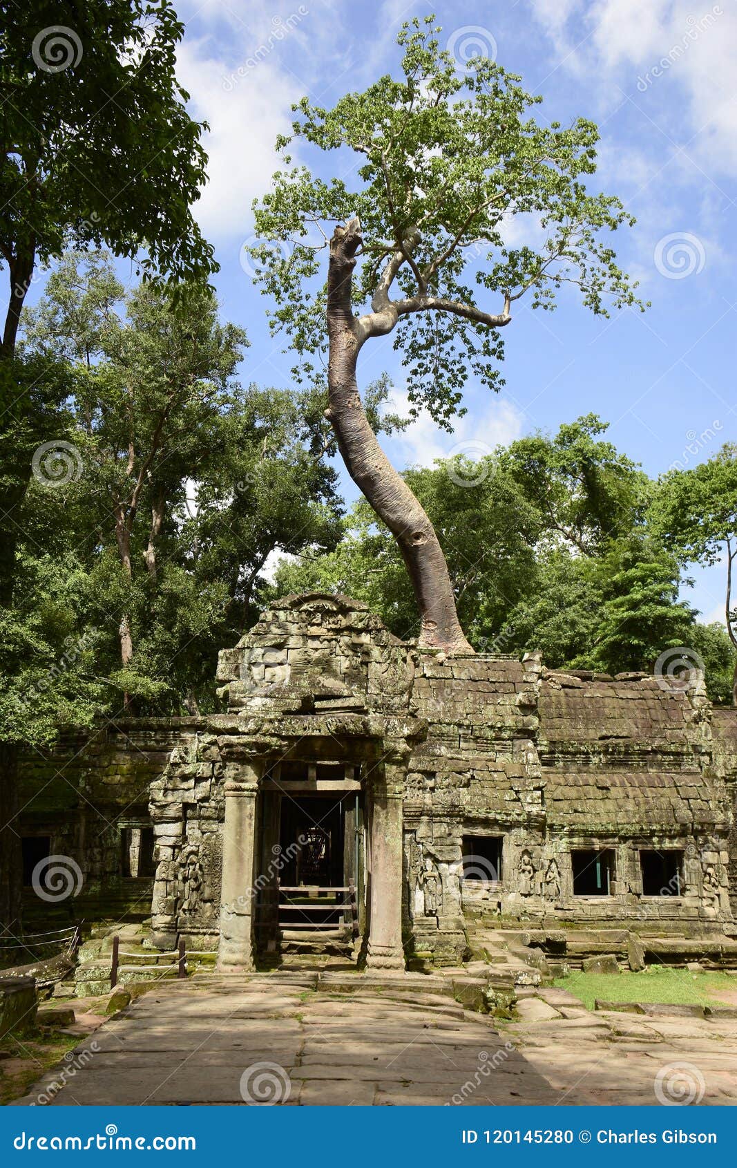 Ancient Giant Trees Growing in Amongst Temple Buildings Stock Photo ...