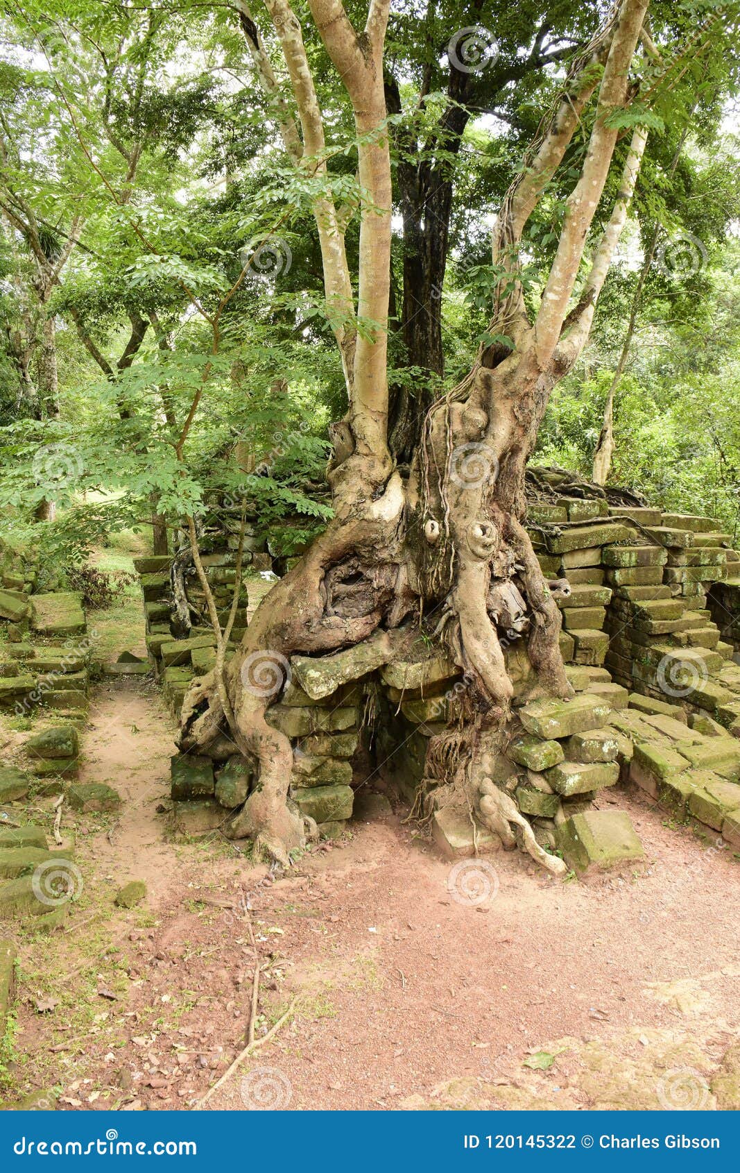 Ancient Giant Trees Growing in Amongst Temple Buildings Stock Photo ...
