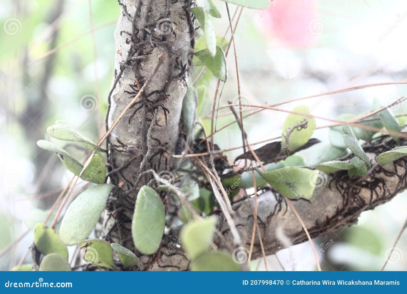 The Roots of Trees Attached To the Tree Trunk are Seen from the Other ...