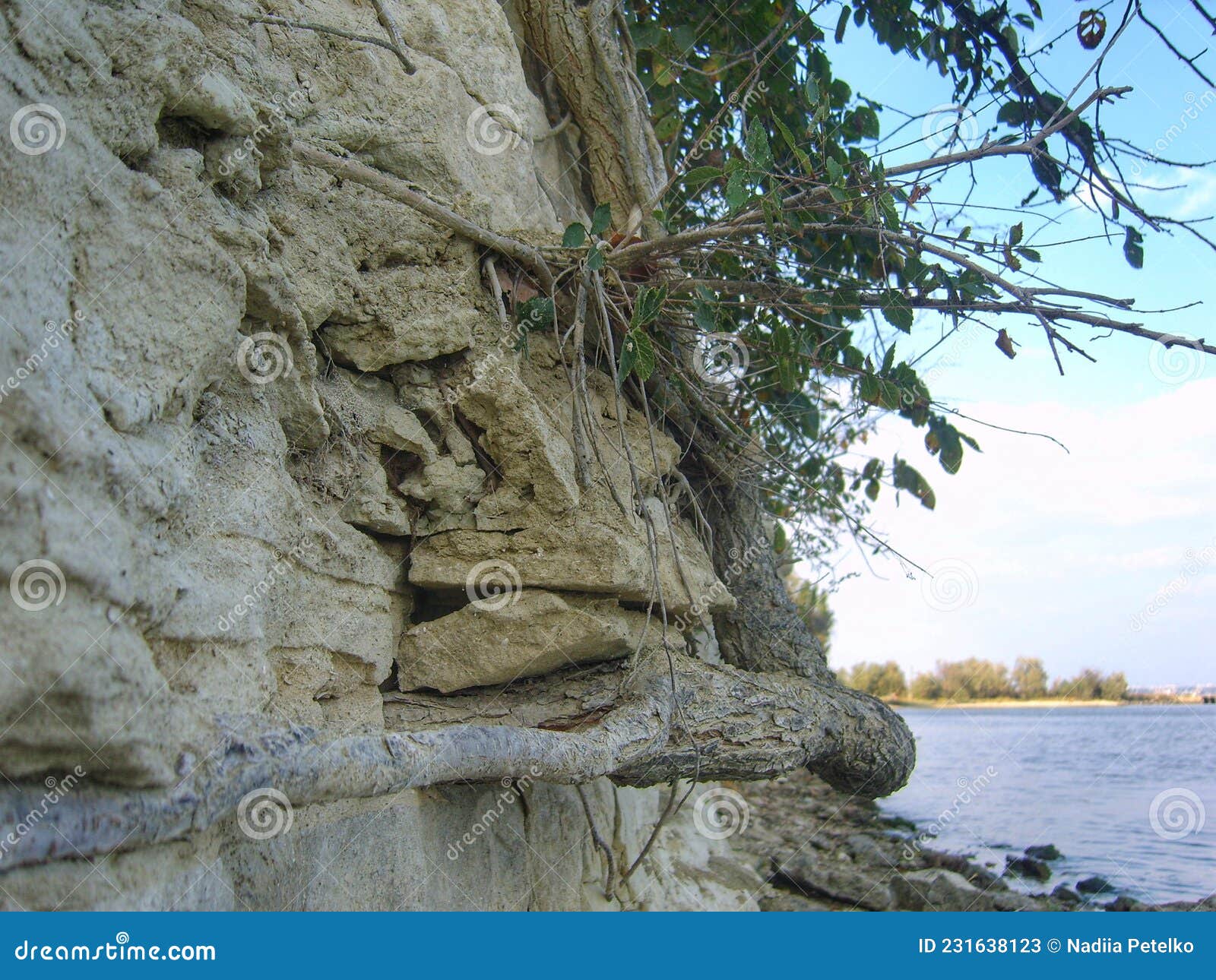 The Roots of the Trees are Breaking the Rock Stock Image - Image of ...