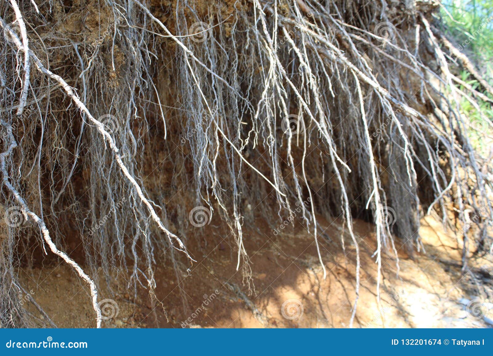 Tree roots stock photo. Image of trees, plant, network - 132201674