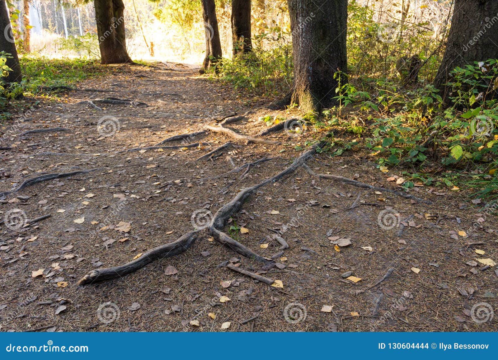 The Roots of the Trees Come Out of the Ground in the Forest Stock Photo ...