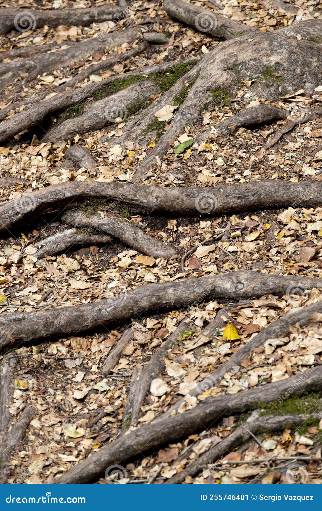 Roots of Trees Coming Out of the Ground Stock Image - Image of tall ...