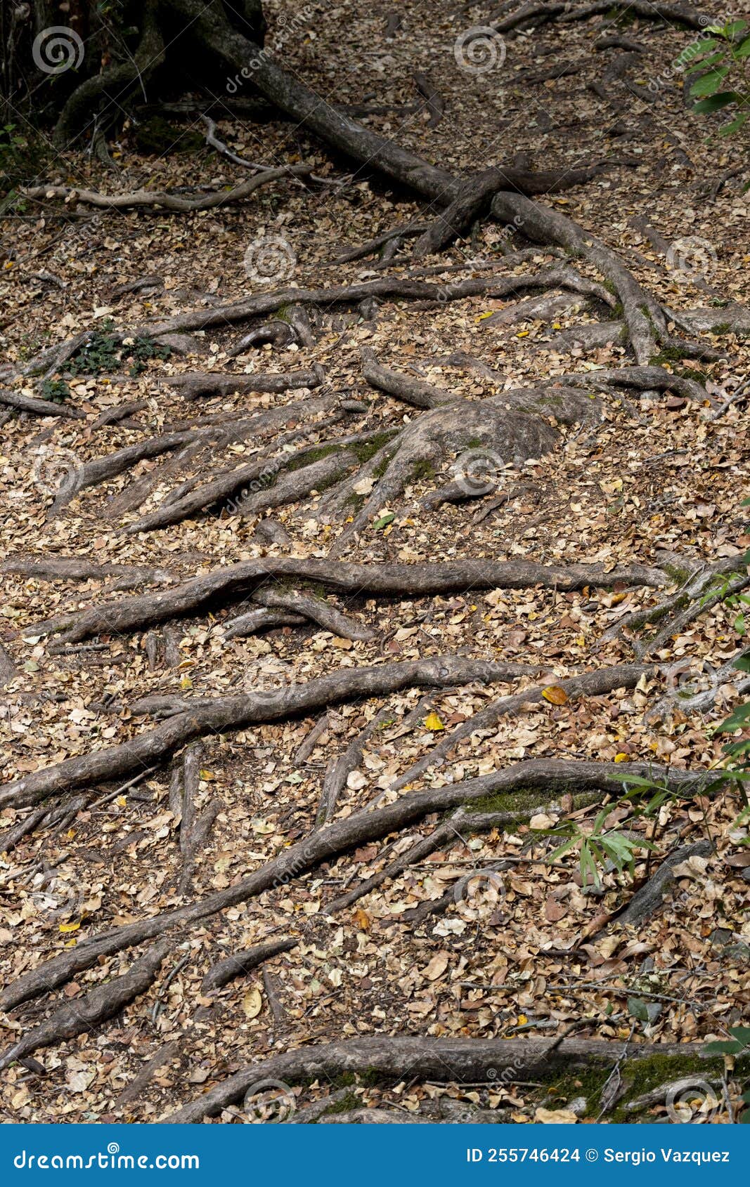Roots of Trees Coming Out of the Ground Stock Photo - Image of cedar ...