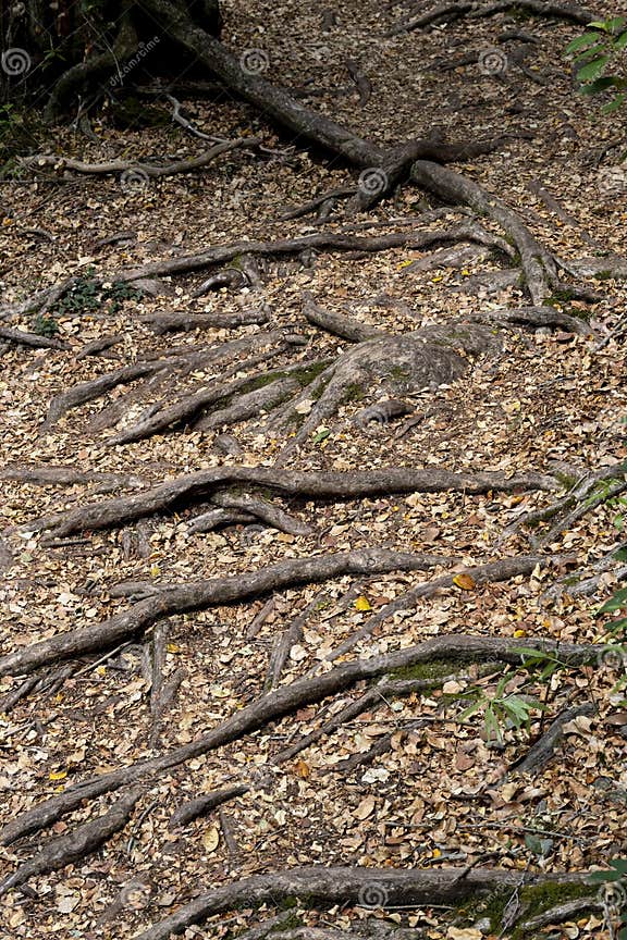 Roots of Trees Coming Out of the Ground Stock Photo - Image of cedar ...