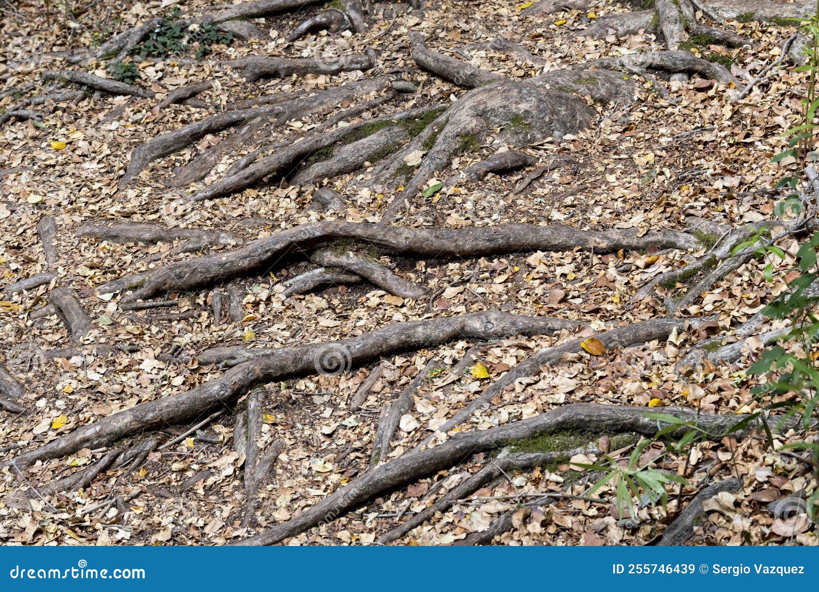 Roots of Trees Coming Out of the Ground Stock Image - Image of long ...