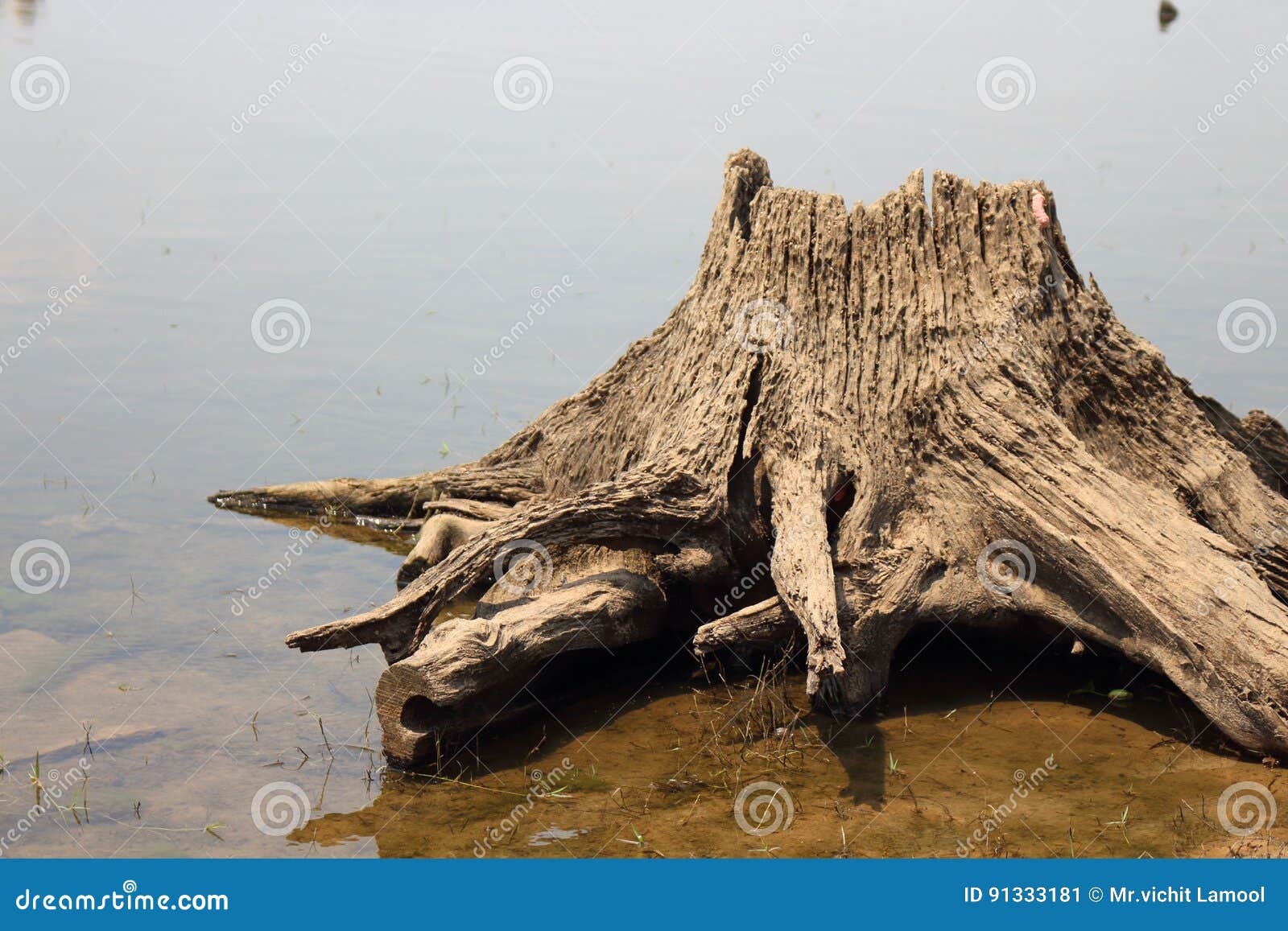 The Roots of the Trees are Dams. Stock Image - Image of bright ...