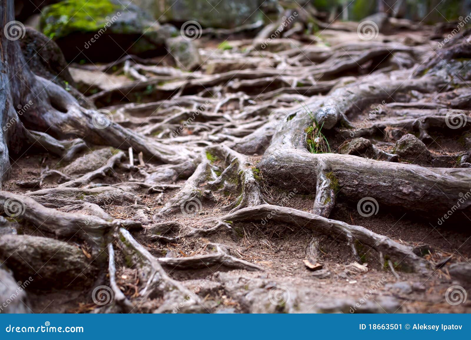 The Roots of Trees in the Forest Stock Image - Image of leaf, curves ...