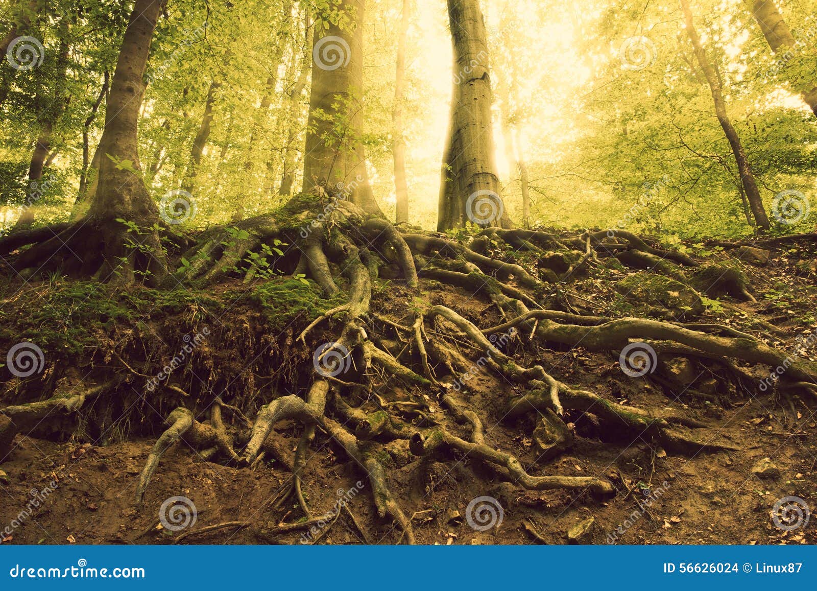 Roots stock photo. Image of perspective, forest, foliage - 56626024