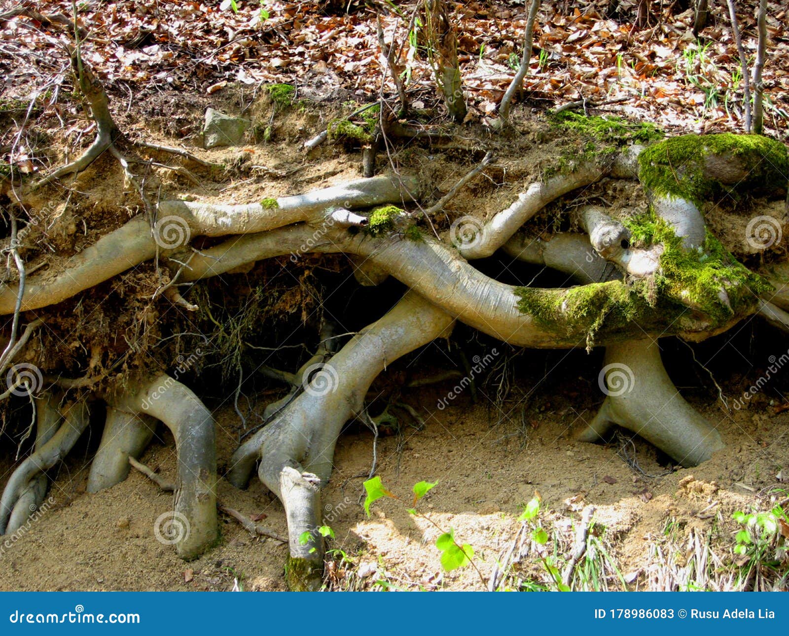 Roots of Trees in the Forest Stock Image - Image of decades, earth ...