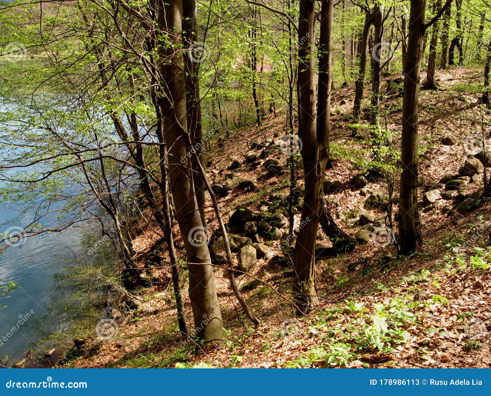Roots Unearthed From A Felled Tree At The Edge Of A Road. Stock Image ...
